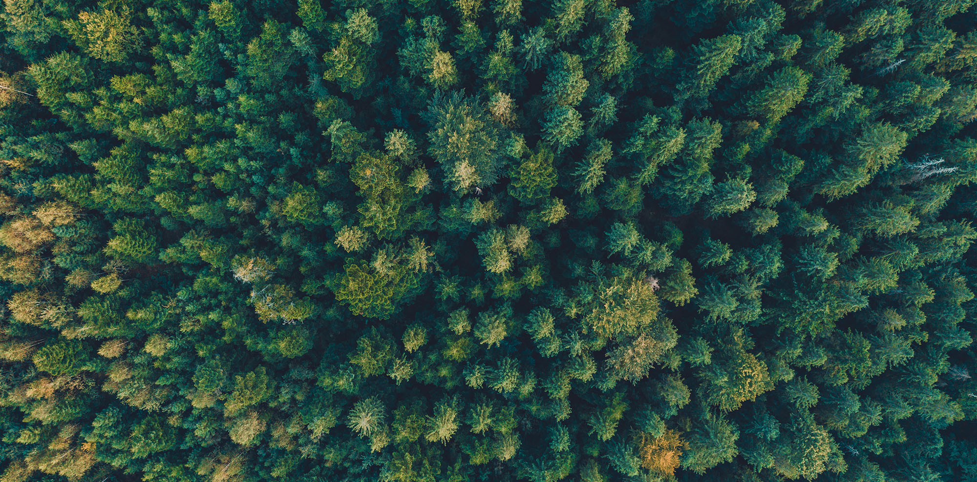 Deeside Timberframe | Sustainability | Sustainable Timber Construction